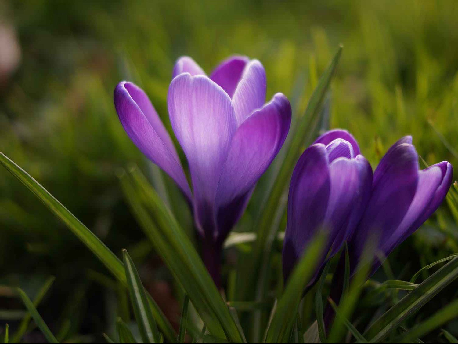 purple-spring-flower-lilac.jpg – Blessed Sacrament Church